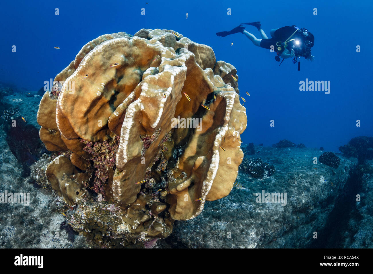 A diver admiring one of the amazing coral heads in Cabo Pulmo National ...