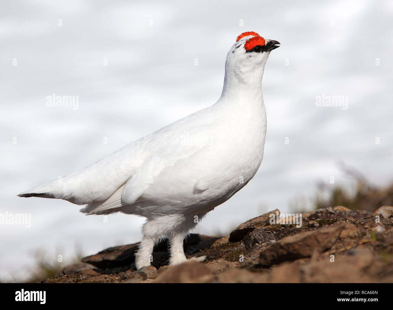 The close view of red eyebrow white pigeon on Mount Roberts (Juneau ...