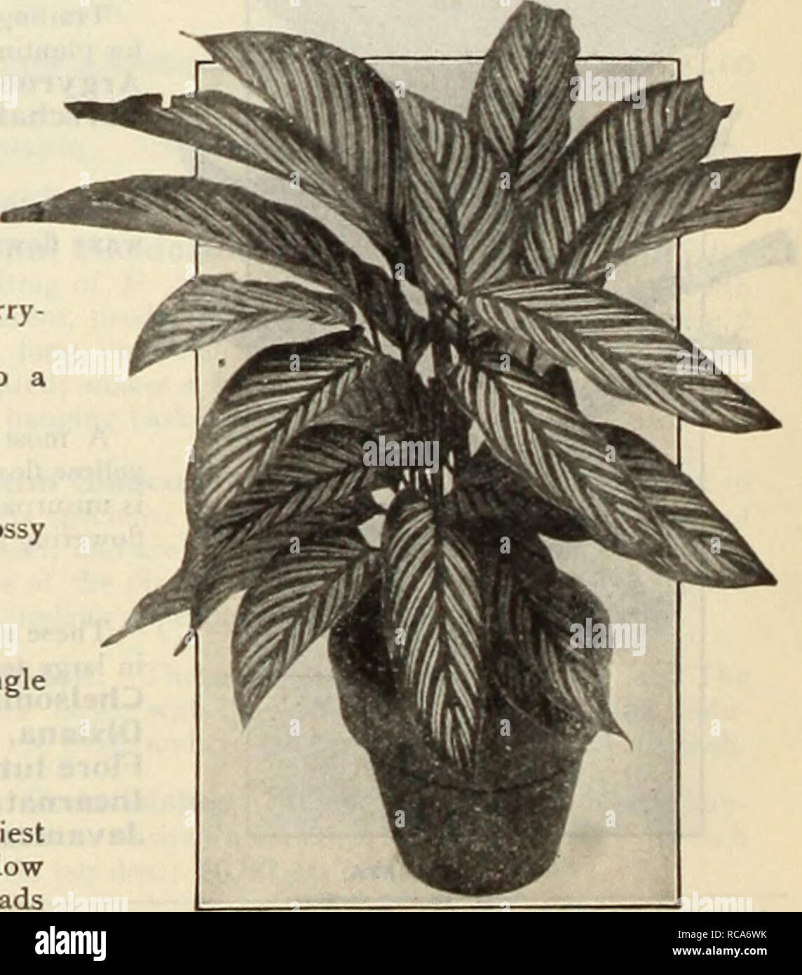 Leea amabilis hi-res stock photography and images - Alamy