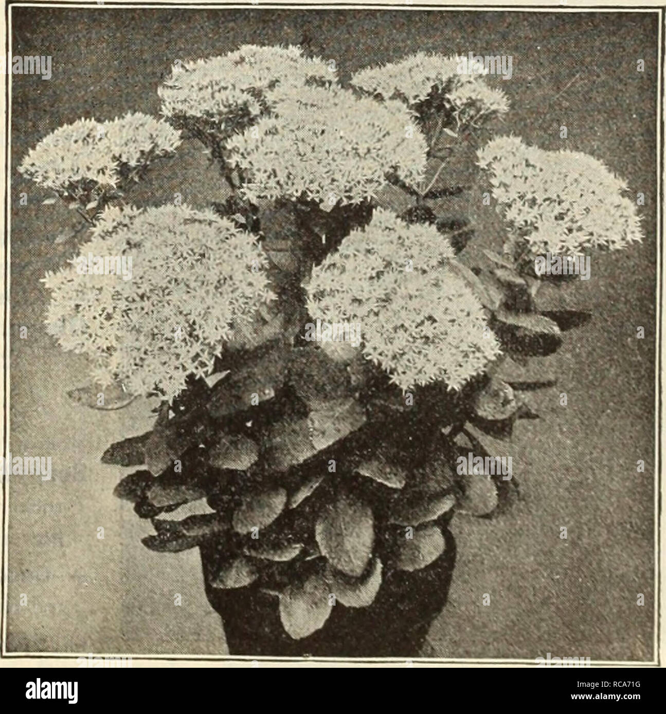 Masses 1914 hi-res stock photography and images - Alamy