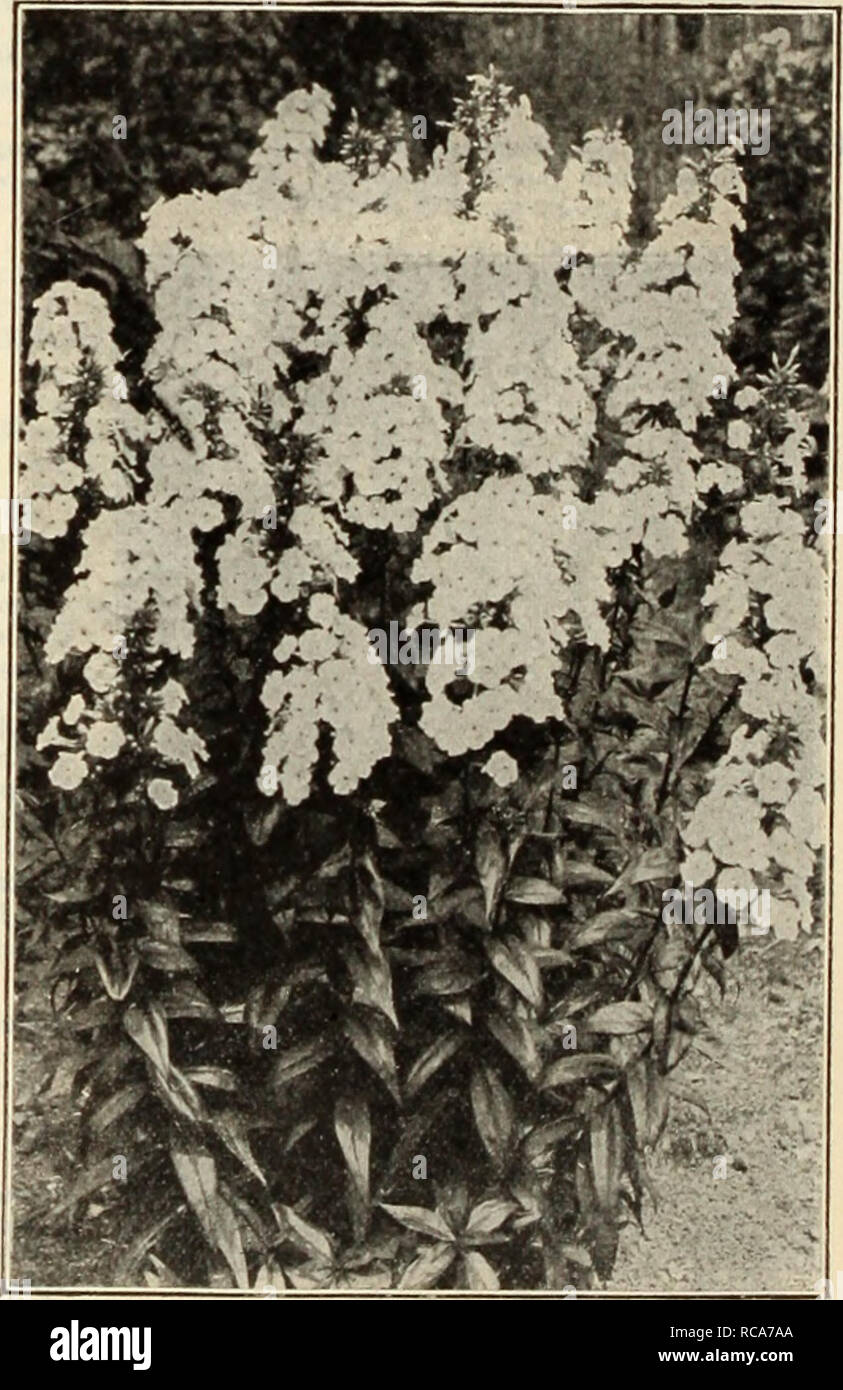 Drooping poppy hi-res stock photography and images - Alamy