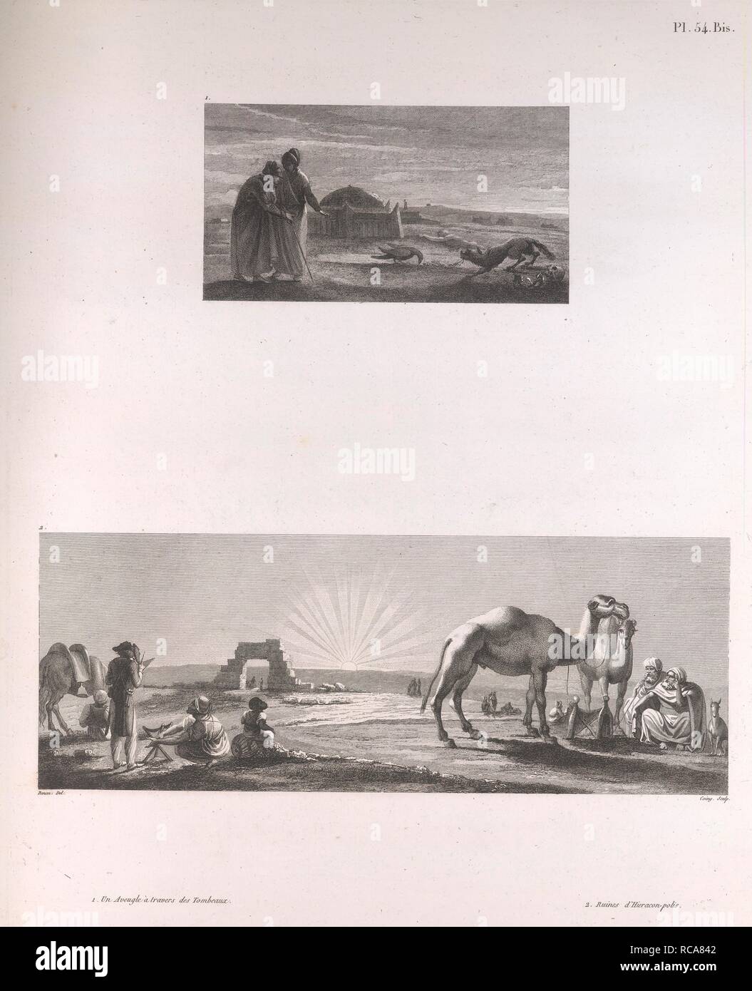 Camels in the desert, during the Egyptian campaign of General Napoleon ...