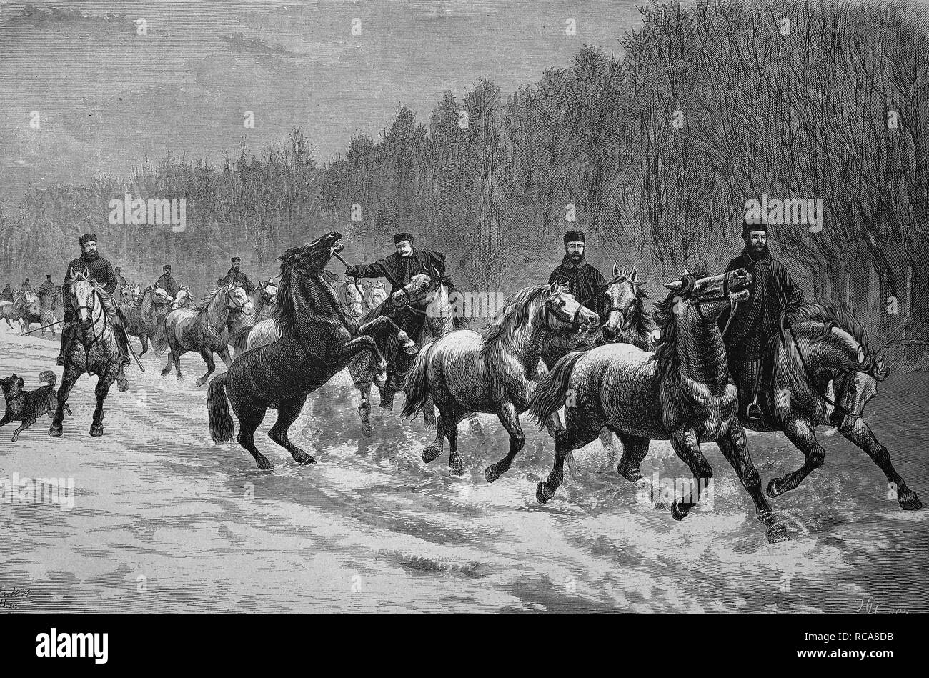 Winter promenade of North American artillery horses, historical woodcut ...