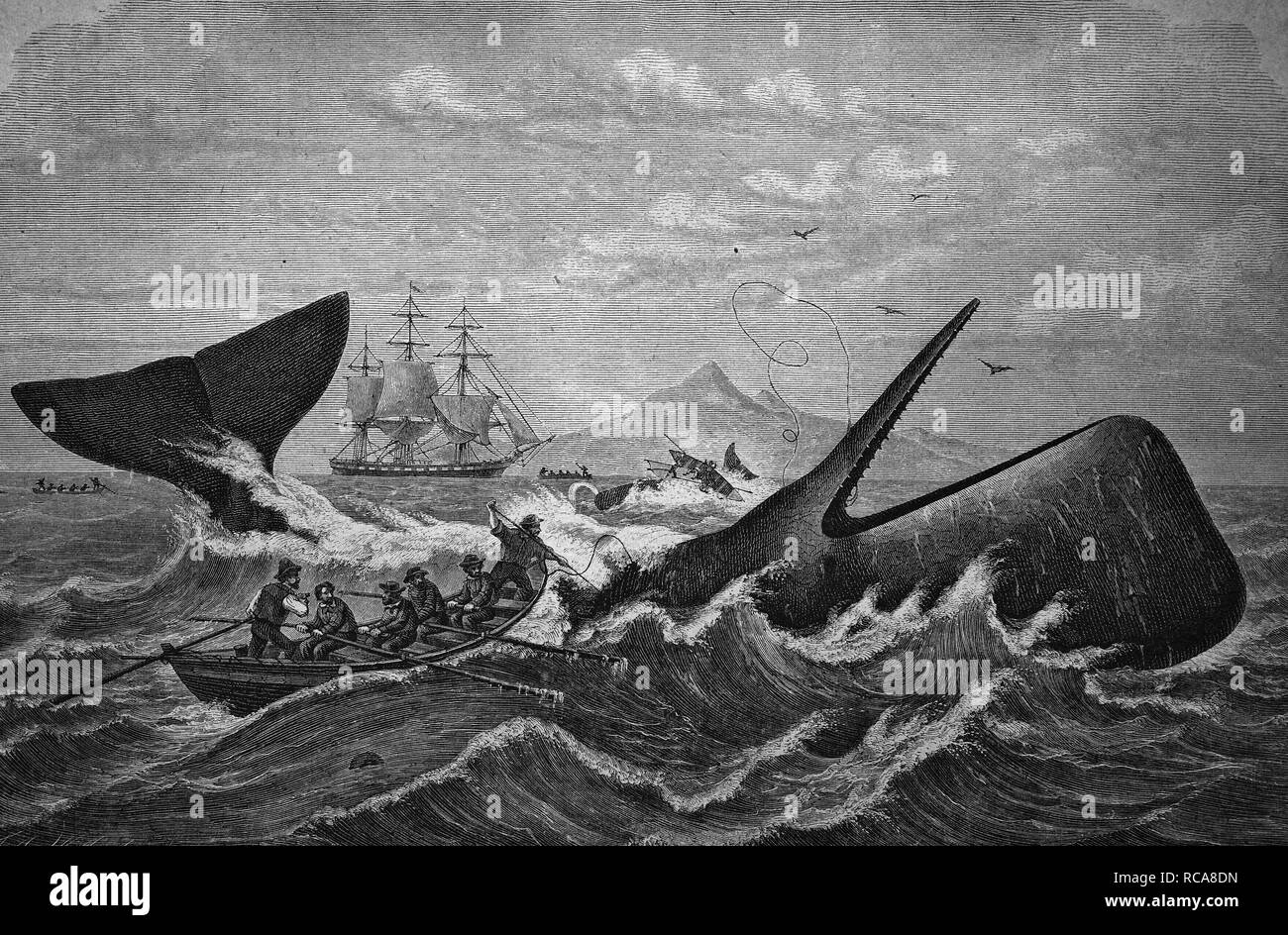 Sperm whale being hunted by whalers, historical woodcut, circa 1870 ...