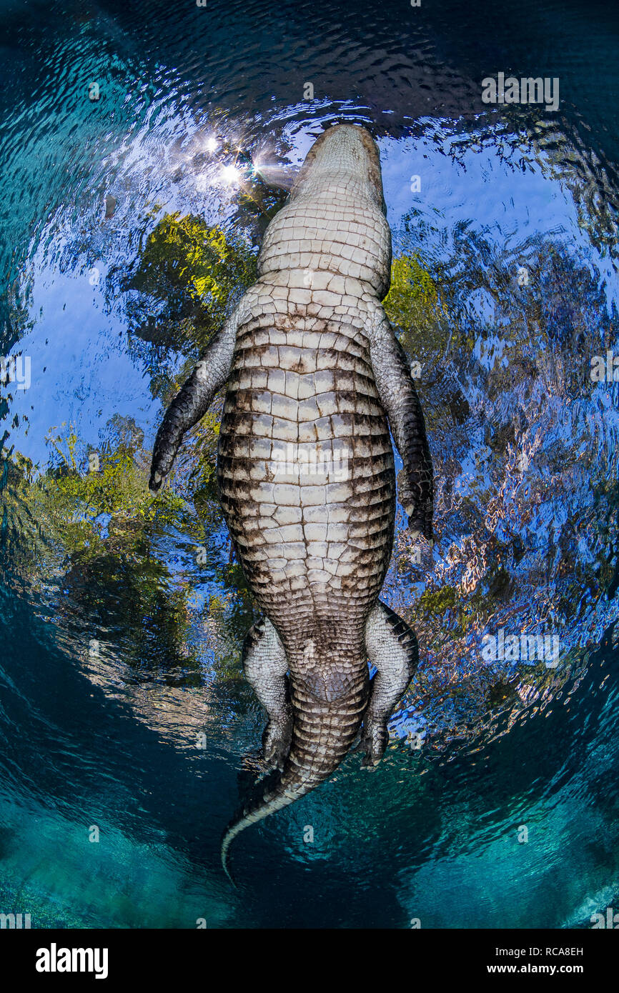 Florida alligator underwater hi-res stock photography and images - Alamy