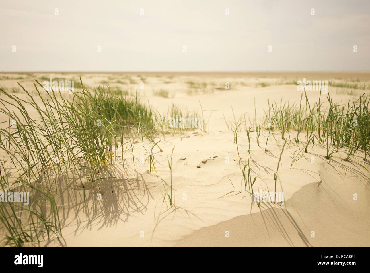 Grass on sand dune Stock Photo - Alamy