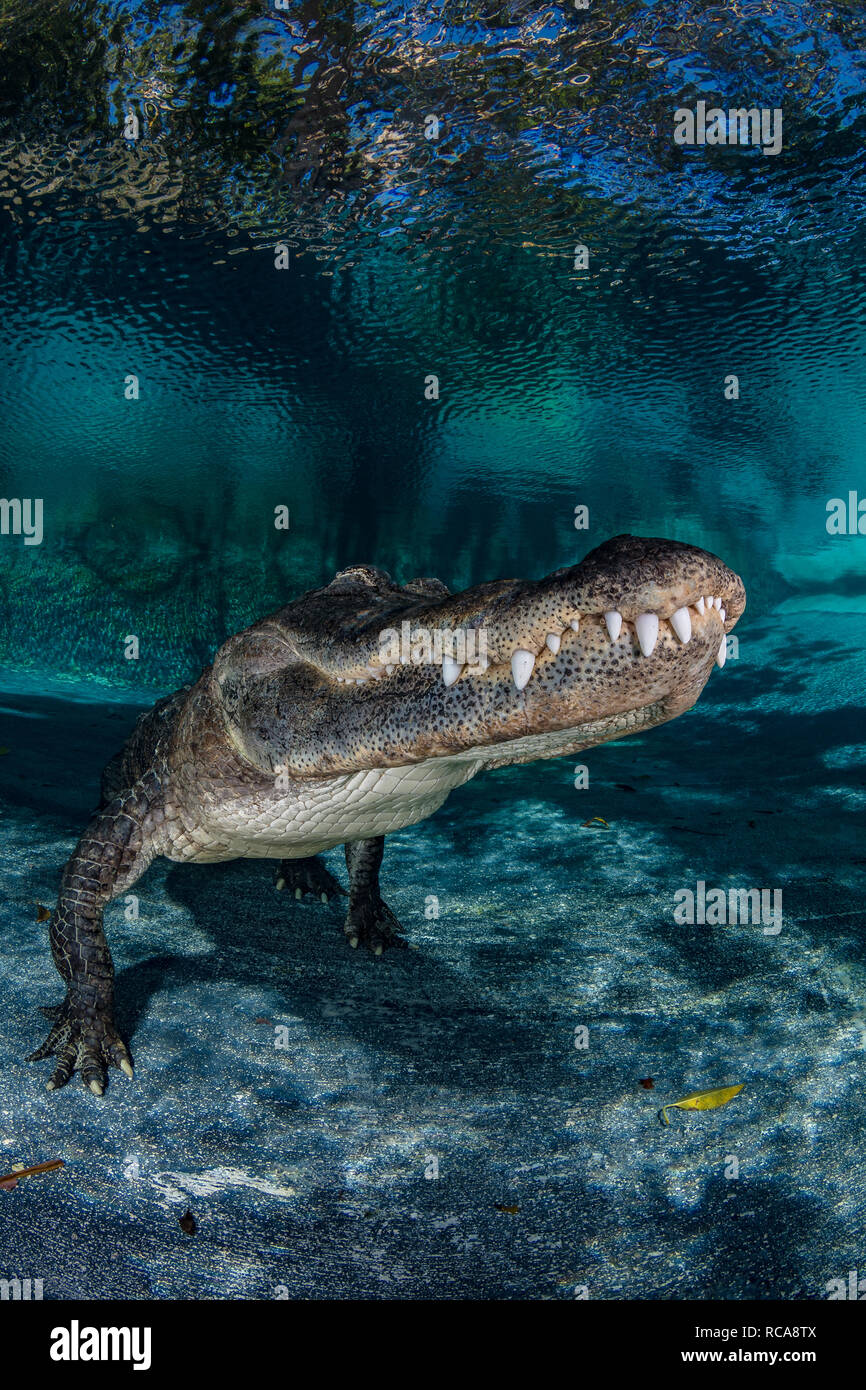 American Alligator in a pond Stock Photo - Alamy