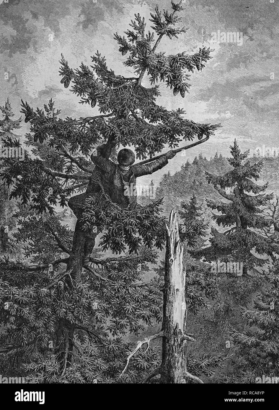 Male pine cone Black and White Stock Photos & Images - Alamy