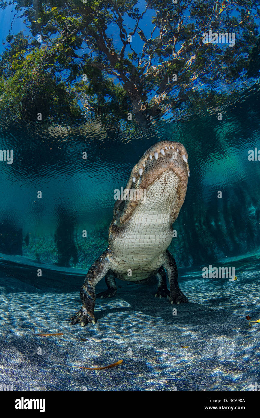 American Alligator in a pond Stock Photo - Alamy