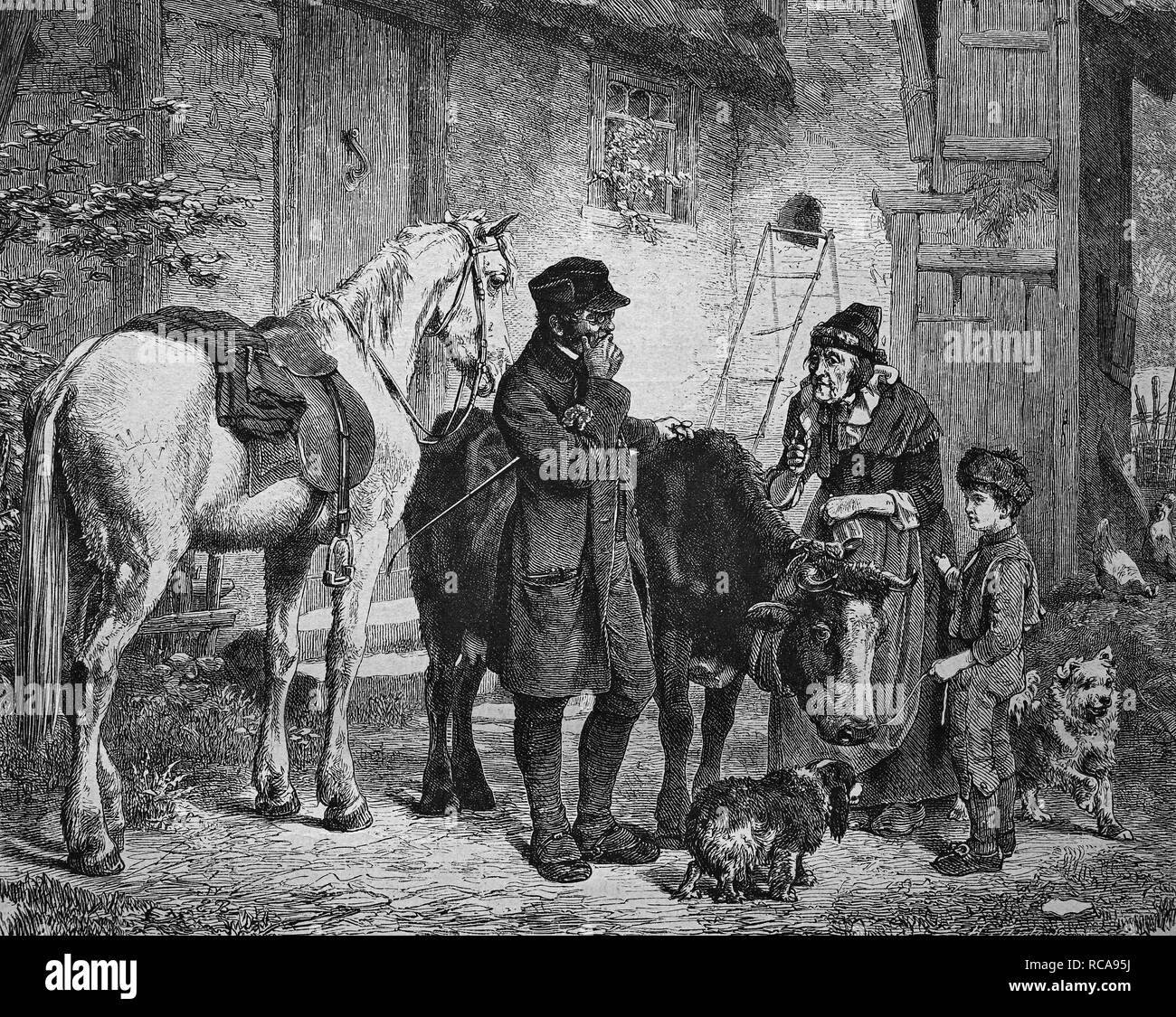 Sick cow hi-res stock photography and images - Alamy