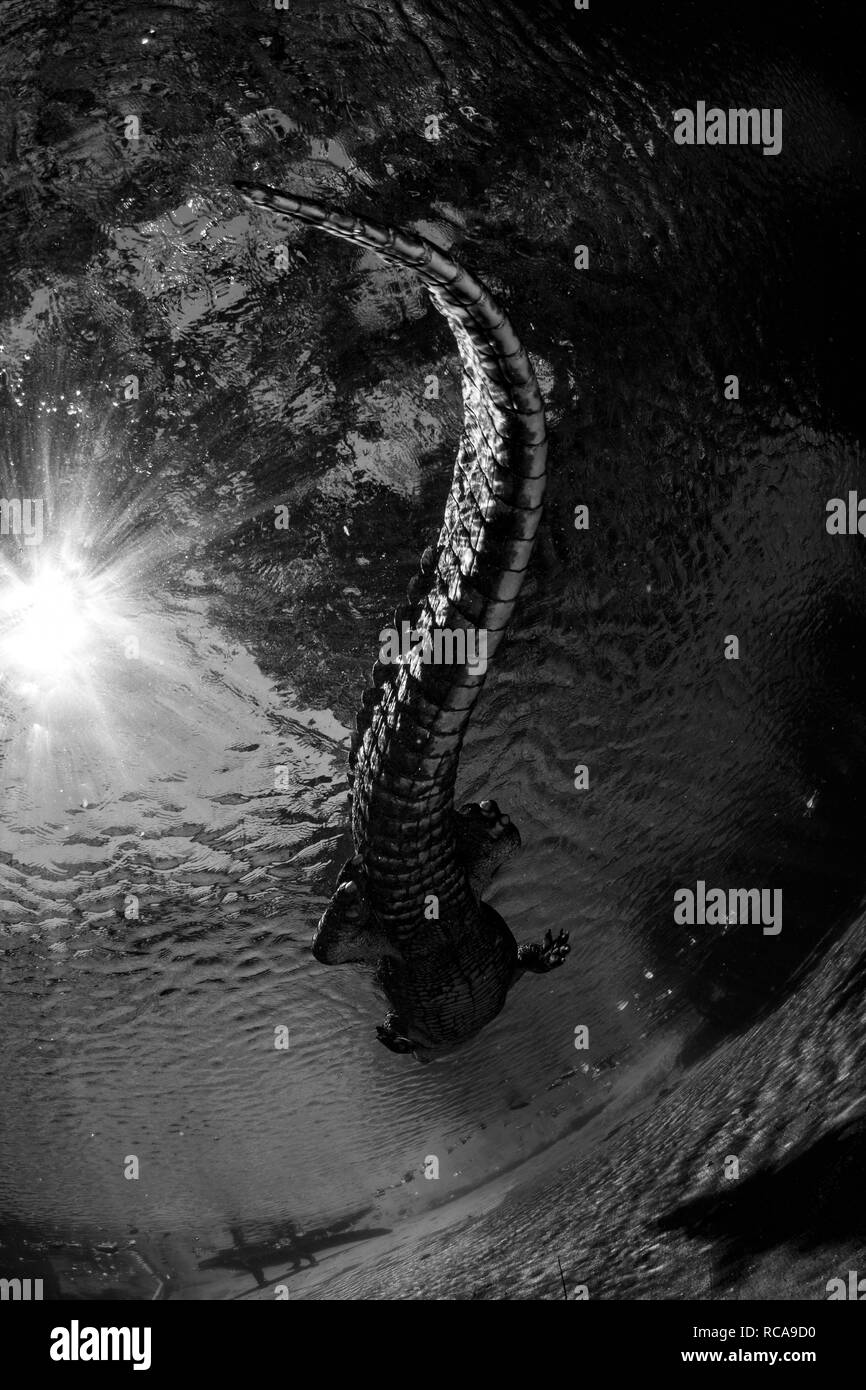 Pond world Black and White Stock Photos & Images - Alamy