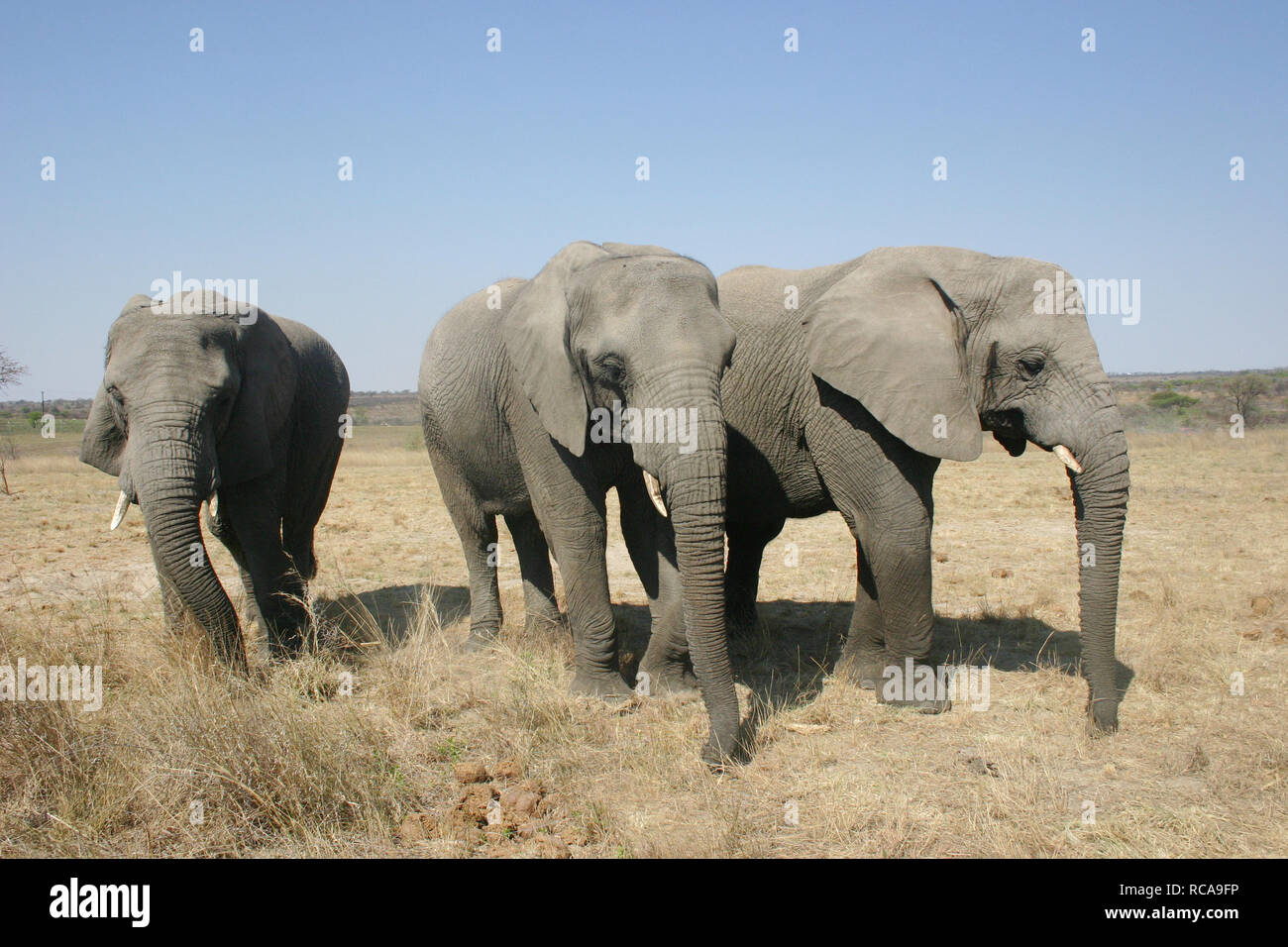 kerala elephant photos Stock Photo - Alamy