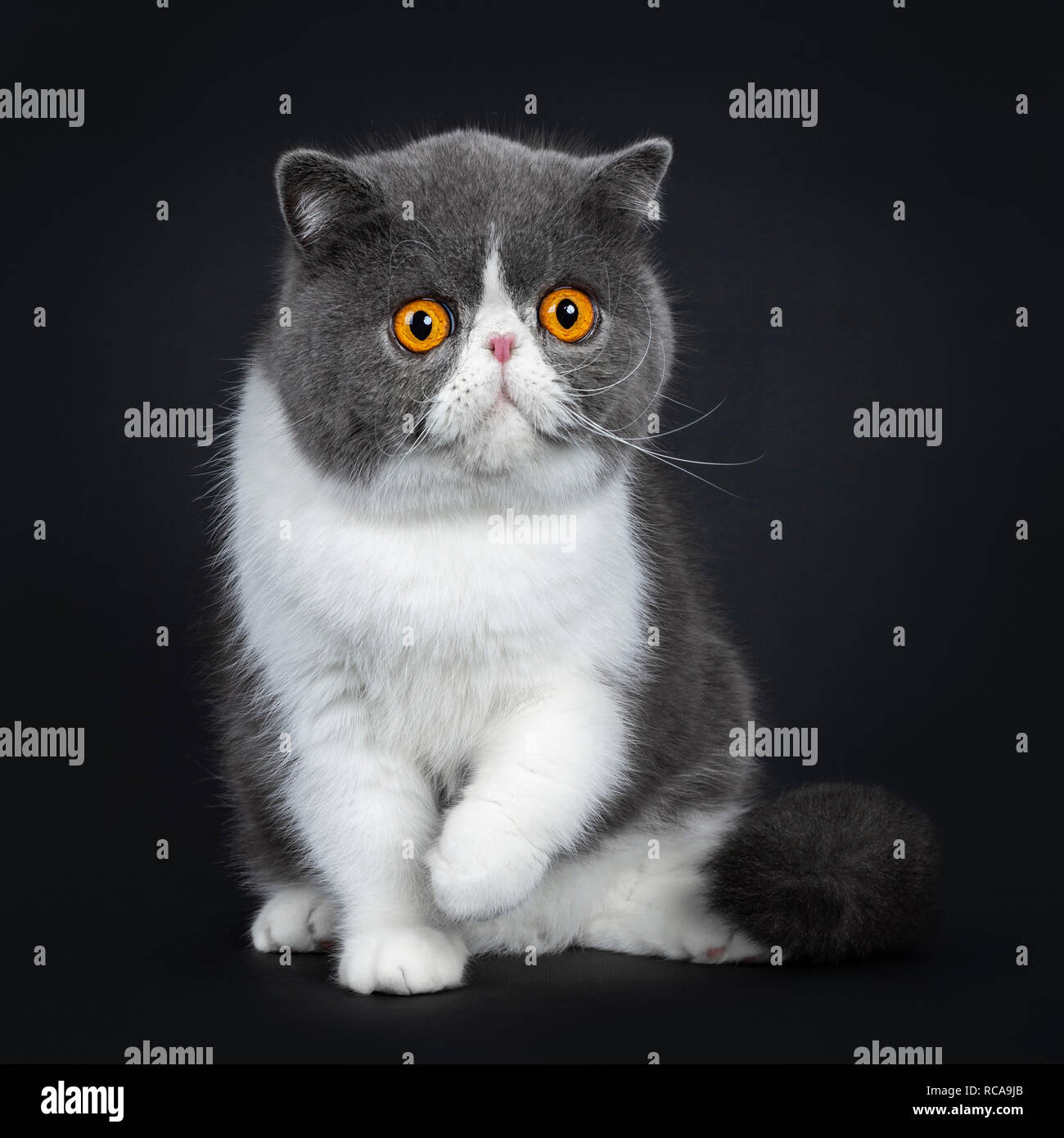 Cat Paw In Air High Resolution Stock Photography and Images - Alamy