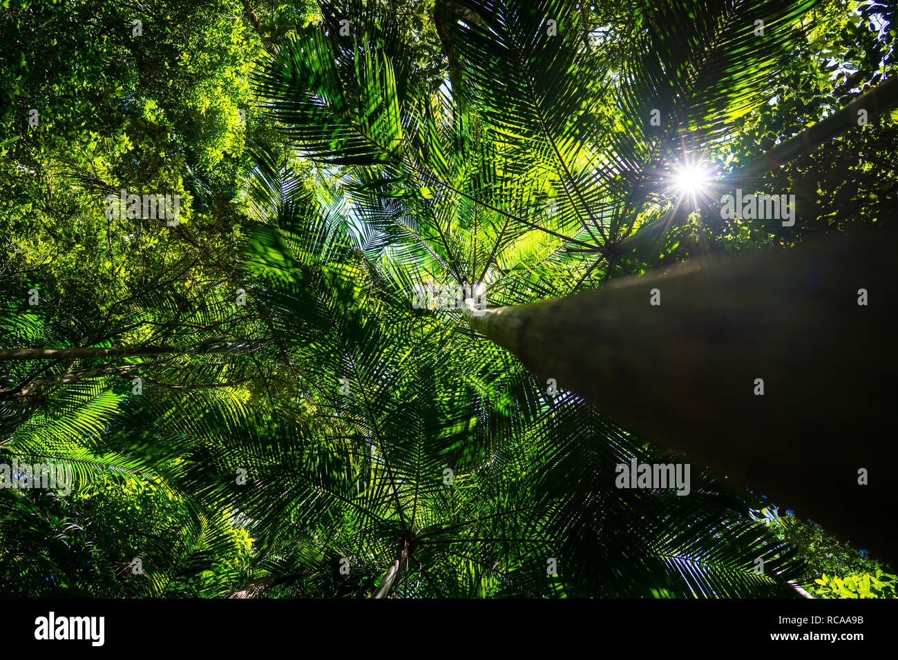 Looking up in the Forest Stock Photo - Alamy