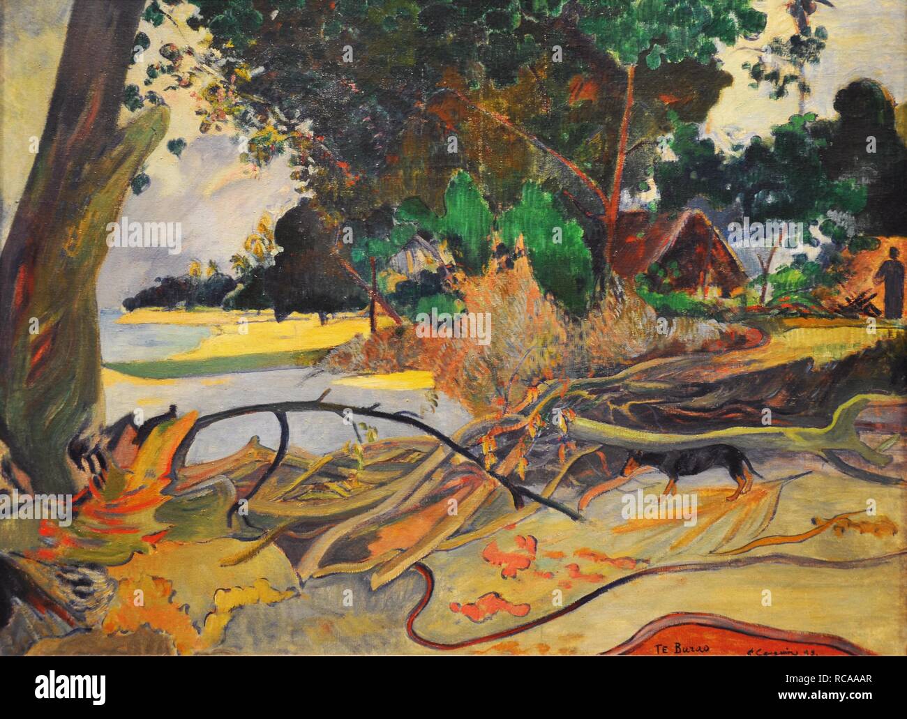 Te burao the hibiscus tree hi-res stock photography and images - Alamy