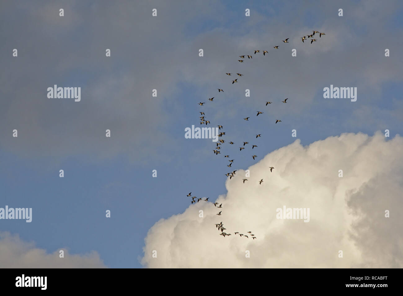 Flying geese hunt hi-res stock photography and images - Alamy