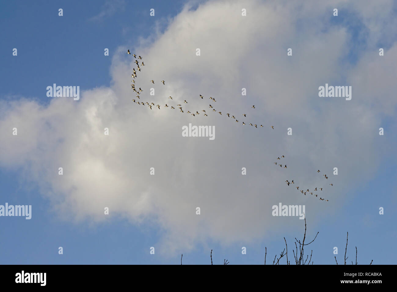 Formation of canada geese in flight formation on a blue sky with fluffy ...