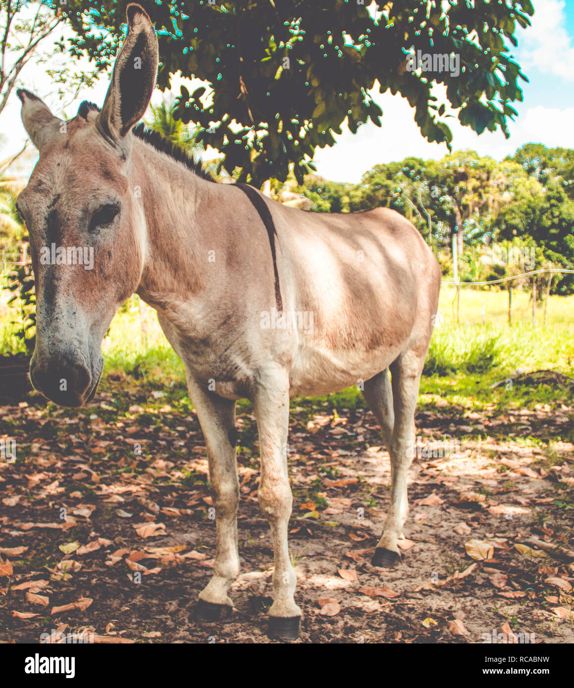 Portrait domestic donkey on a small farm Stock Photo - Alamy