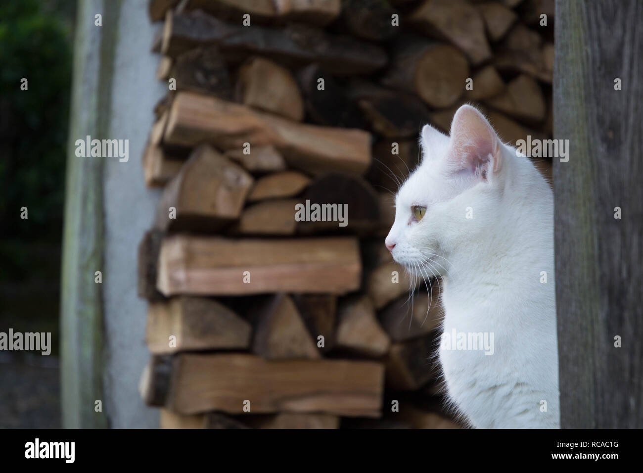 Cat stands hi-res stock photography and images - Alamy