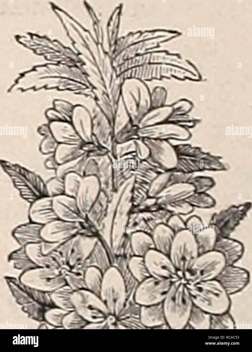 . Ellwanger & Barry's general catalogue of fruit & ornamental trees ...