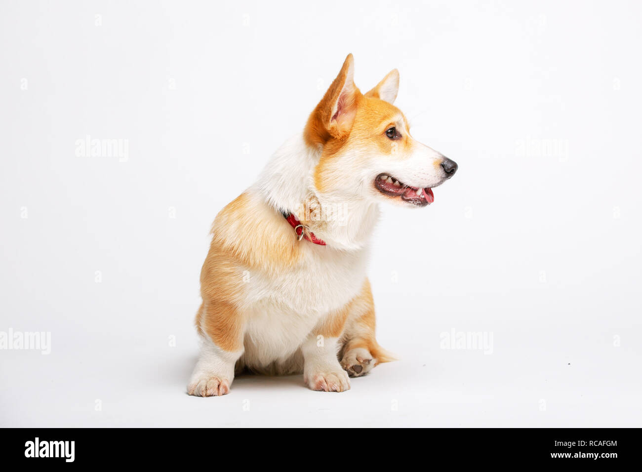 Fluffy corgi hi-res stock photography and images - Alamy