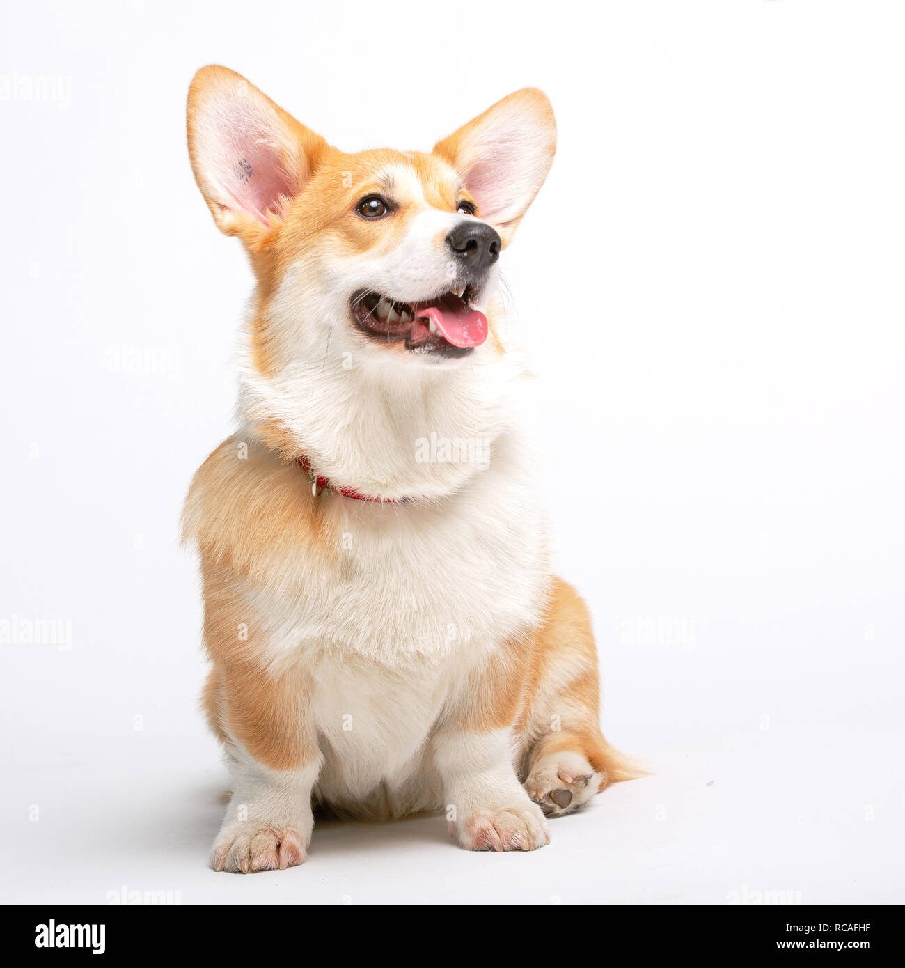 Corgi Fluffy Dog Isolated Stock Photo - Alamy