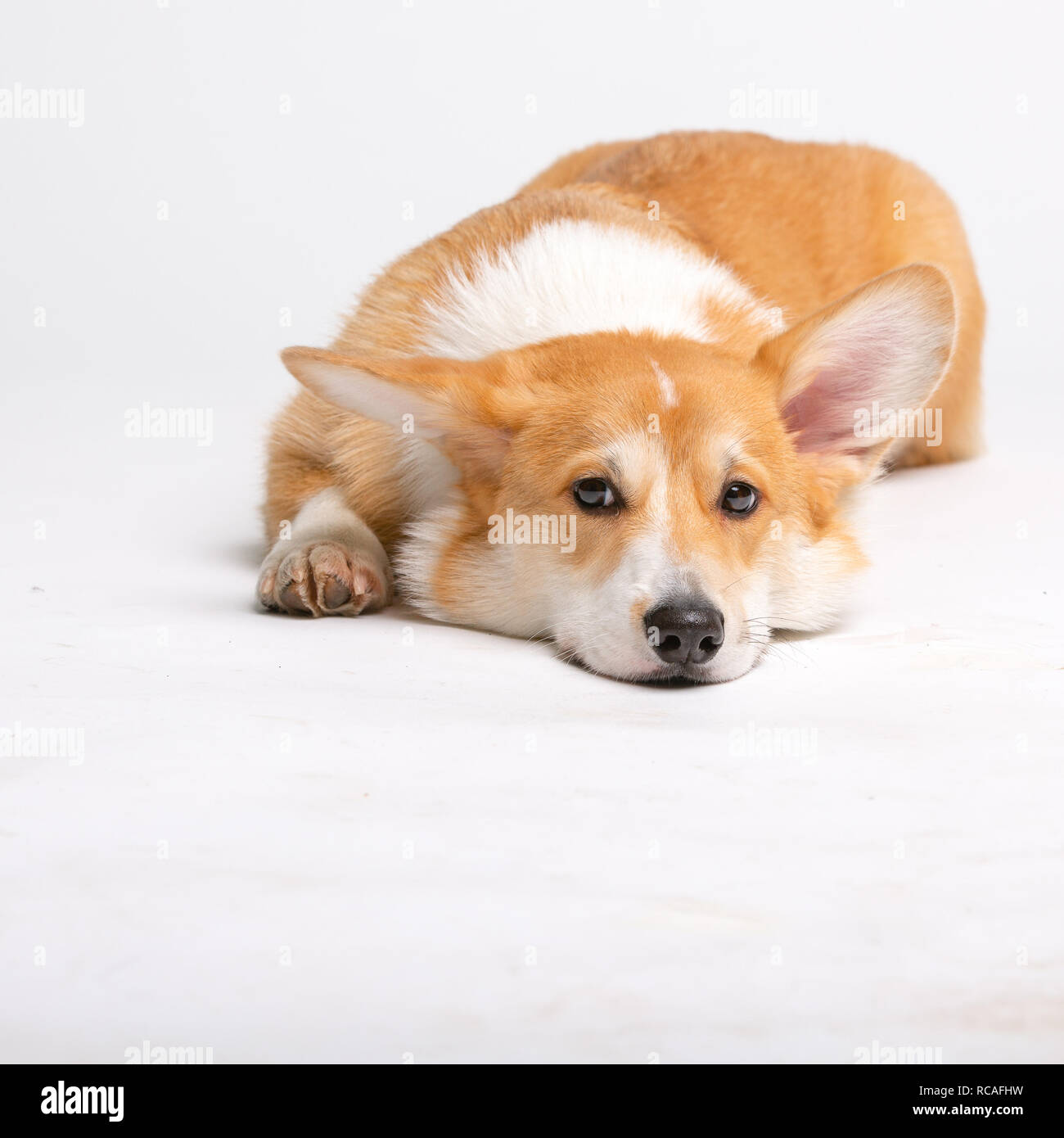 Corgi Fluffy Dog Isolated Stock Photo - Alamy