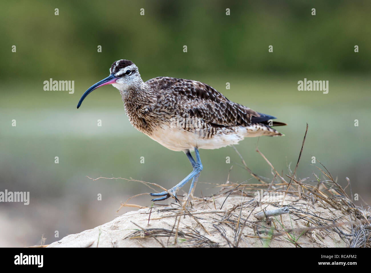 Whimbrel (Numenius phaeopus hudsonicus), Sandpiper family (Scolopacidae ...