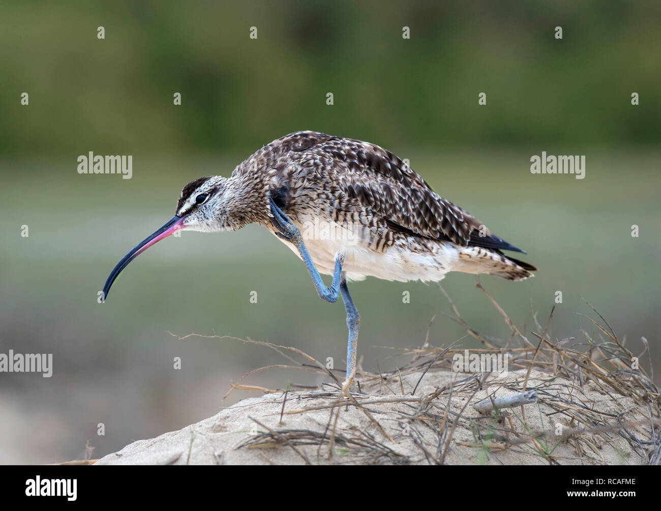 Whimbrel (Numenius phaeopus hudsonicus), Sandpiper family (Scolopacidae ...