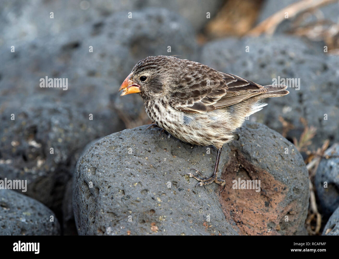 Galapagos finches hi-res stock photography and images - Alamy