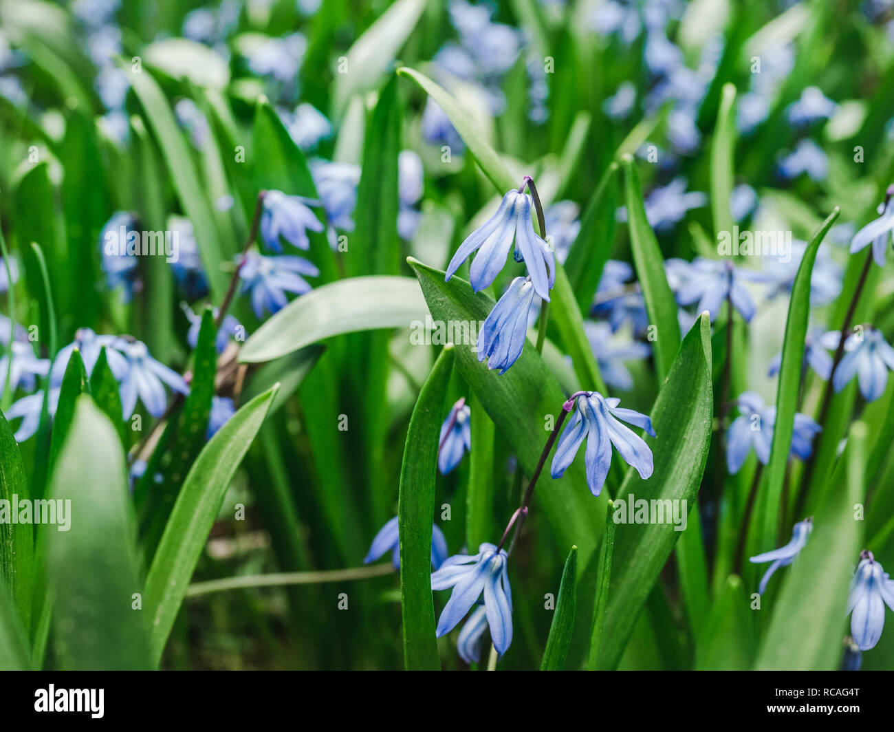 Early, bright, spring Scilla flowers on the background of young, green ...