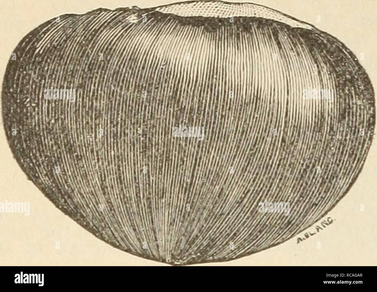 Carya genus hi-res stock photography and images - Alamy