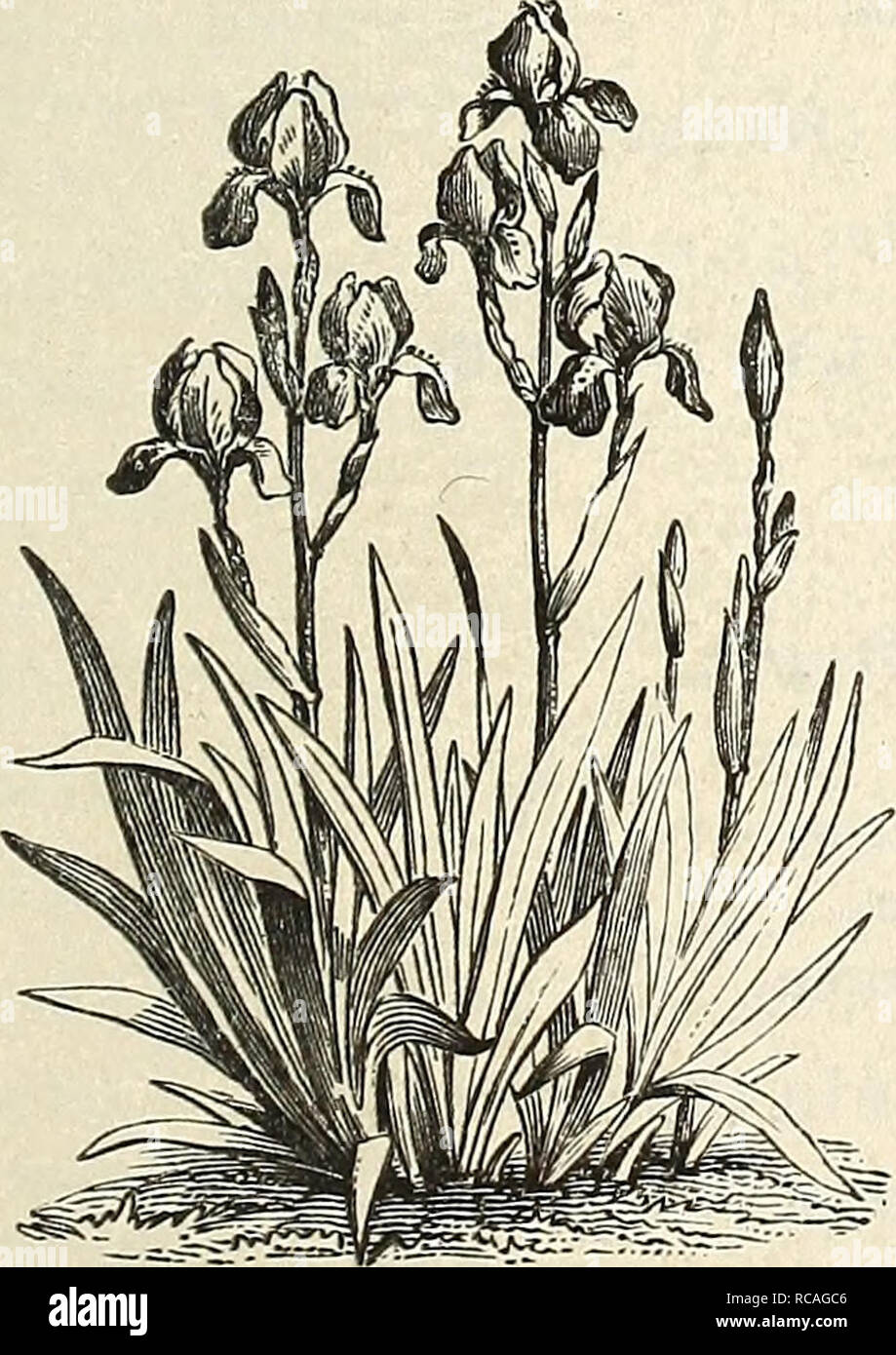 . Ellwanger & Barry's general catalogue : Mount Hope nurseries. IBERIS ...