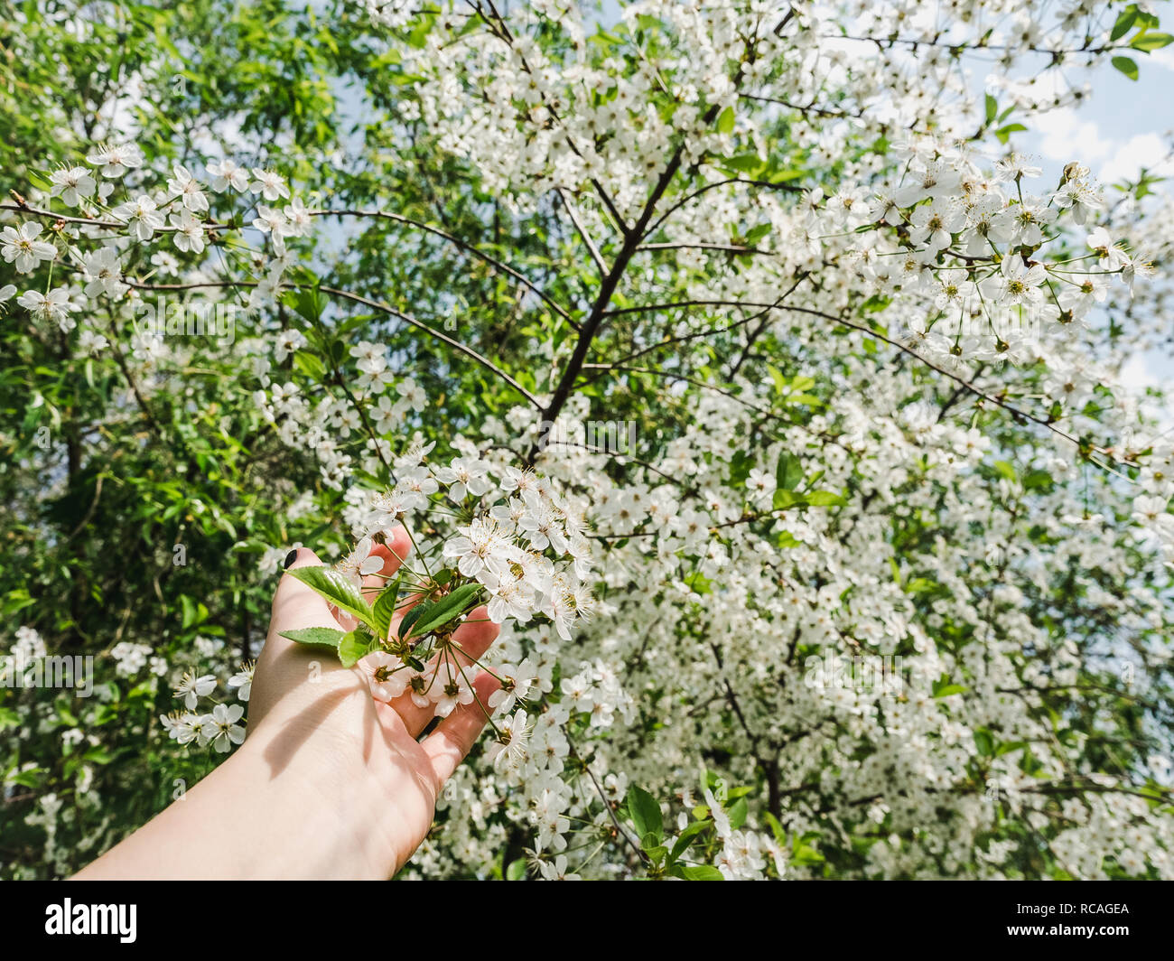 Beautiful blooming cherry tree in the warm, spring sunshine Stock Photo ...