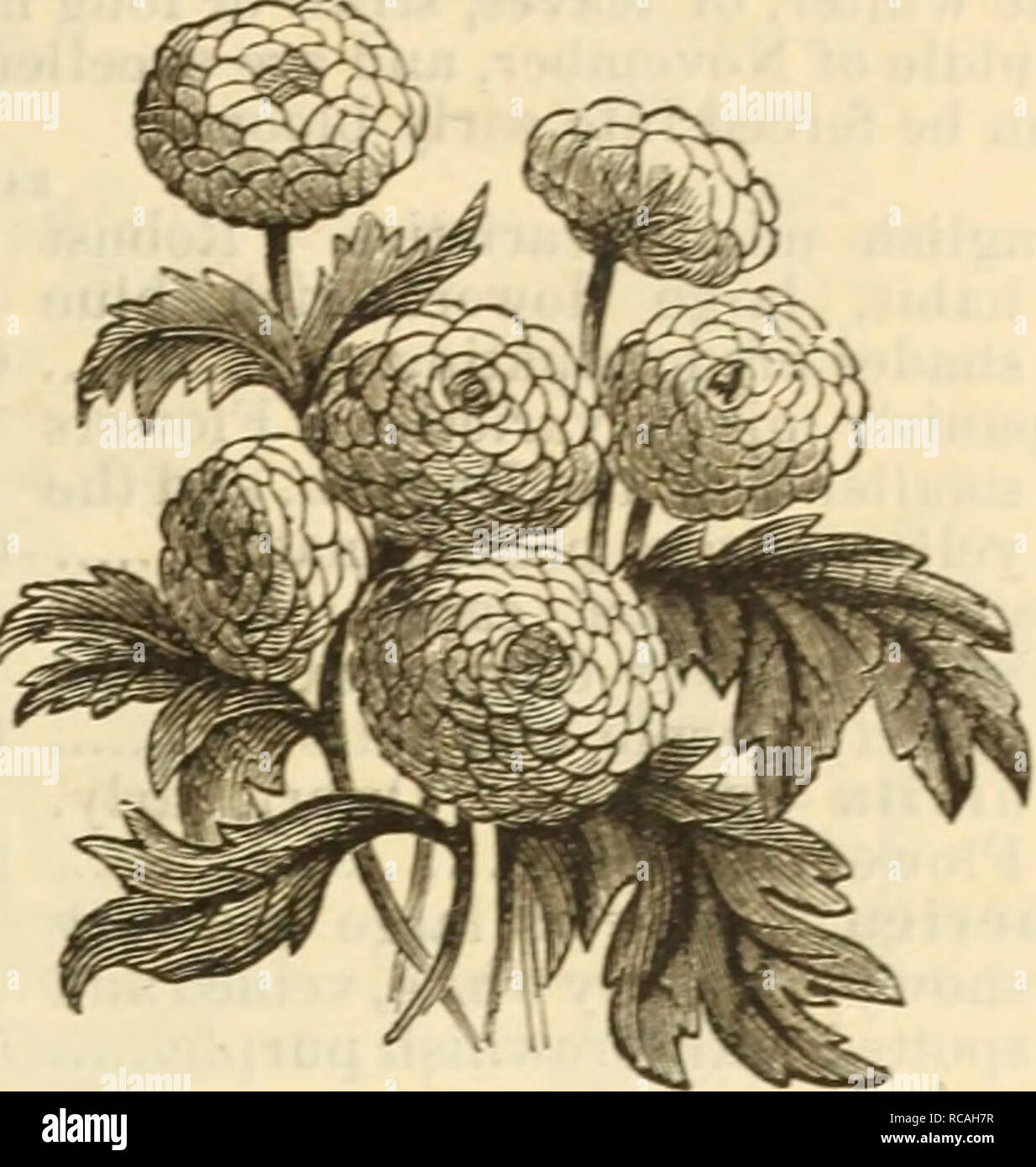 Seraphique hi-res stock photography and images - Alamy