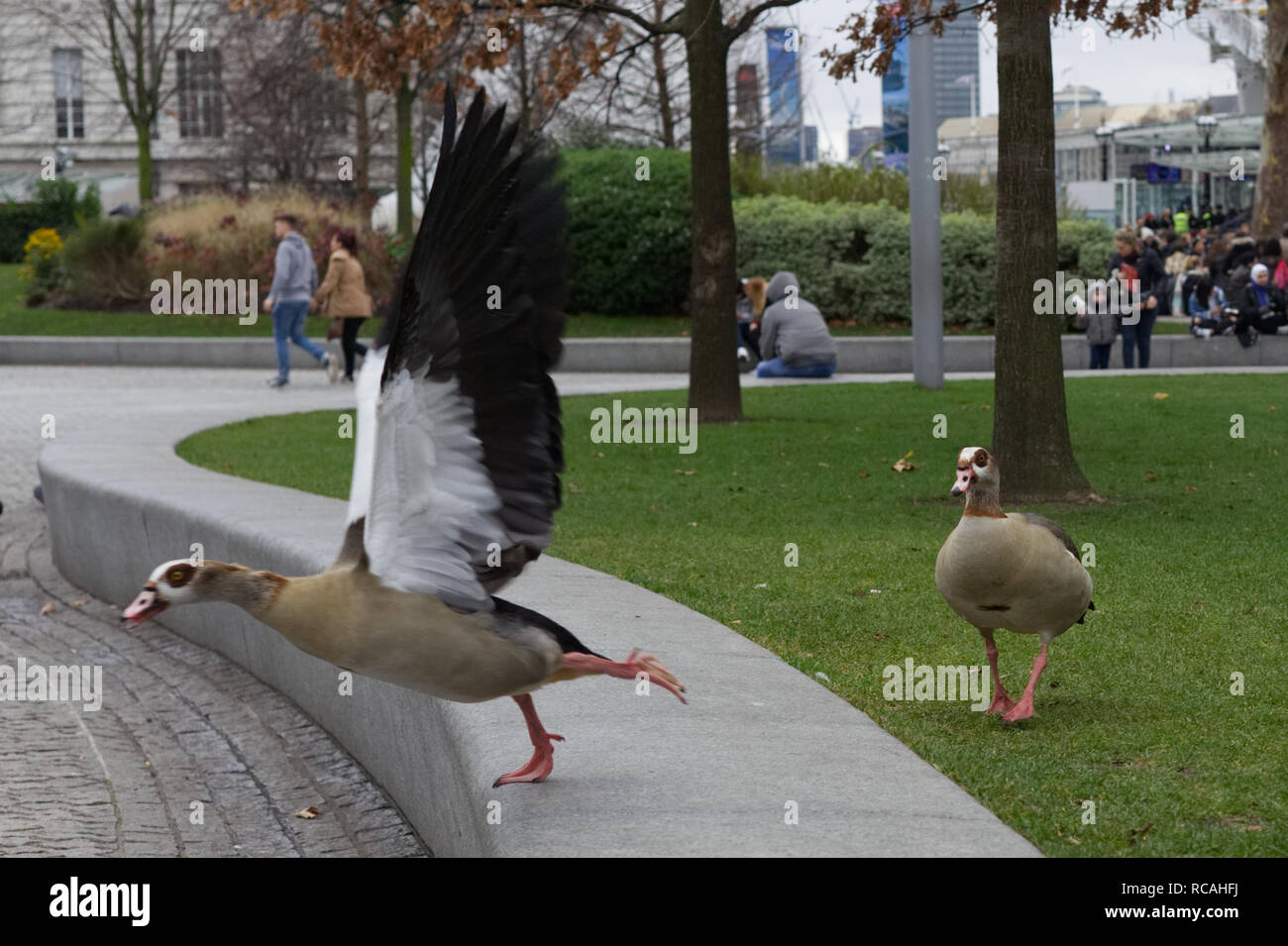 Being chased hi-res stock photography and images - Alamy