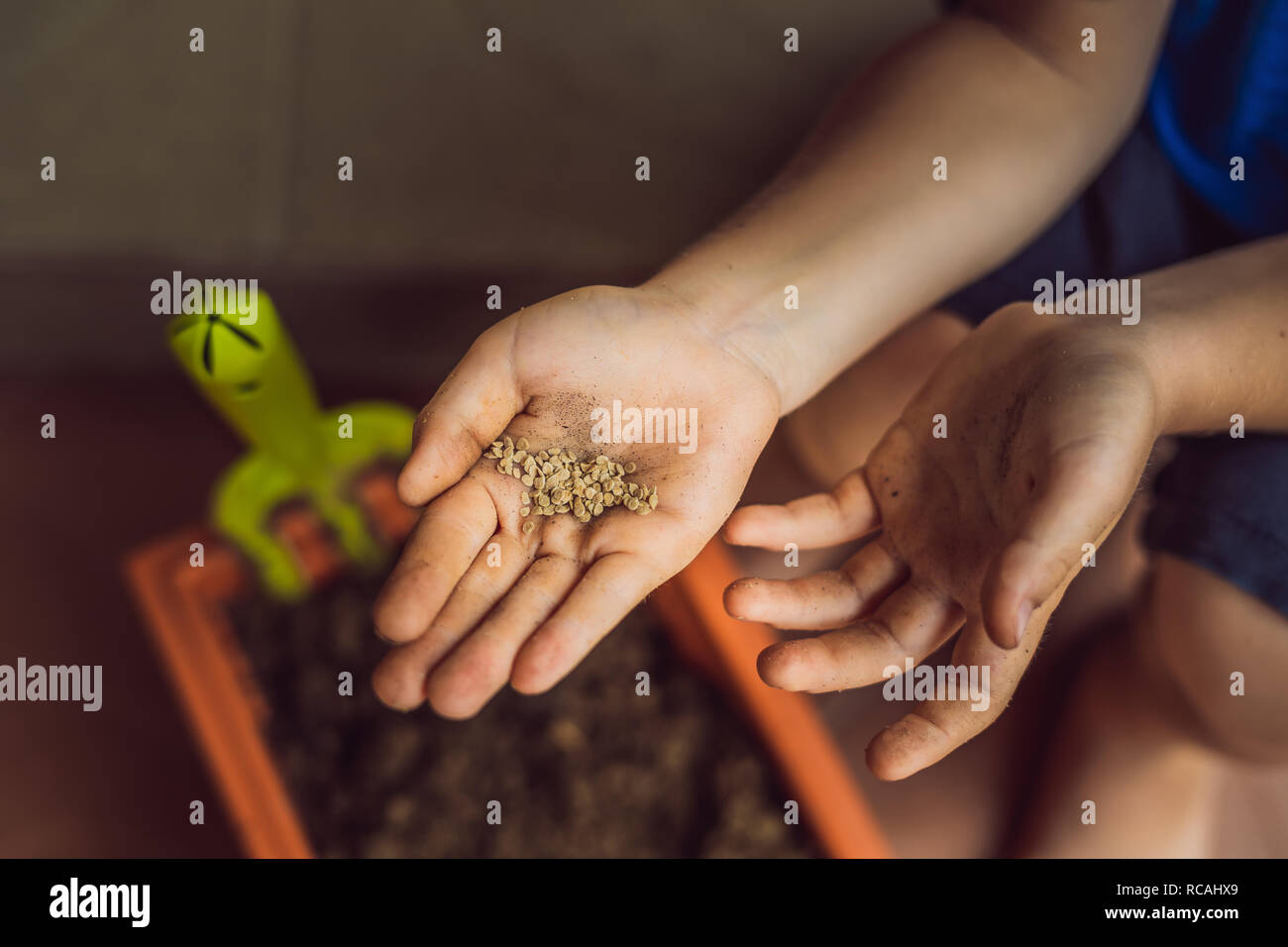 Little cute boy sows seeds in a flower pot in the garden Stock Photo ...