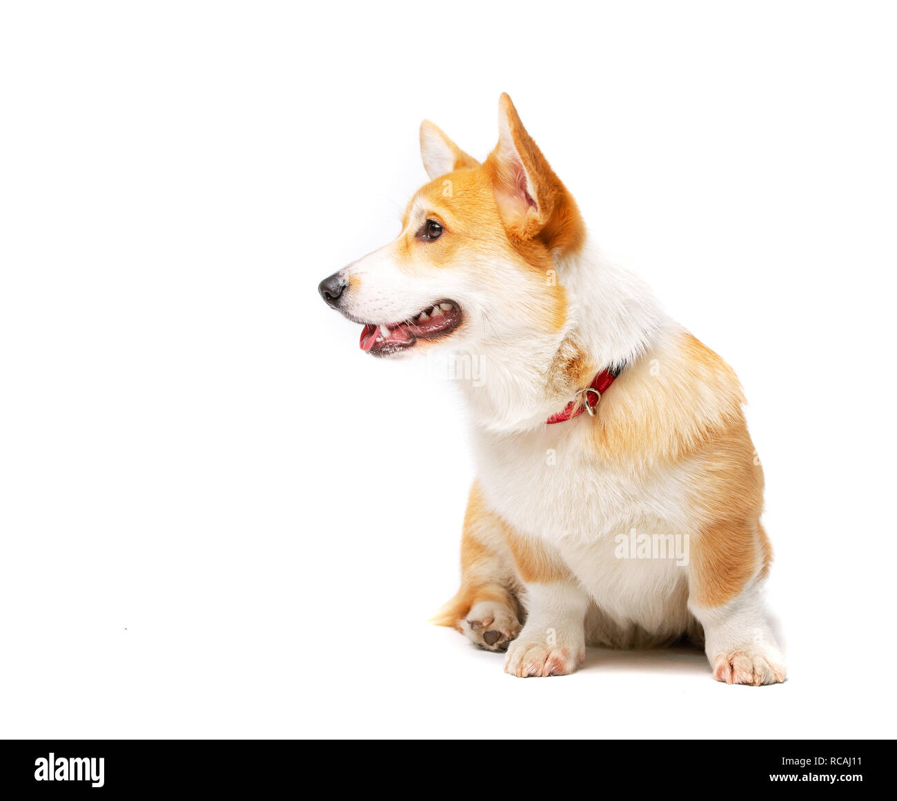 Pembroke welsh corgi posing Cut Out Stock Images & Pictures - Alamy