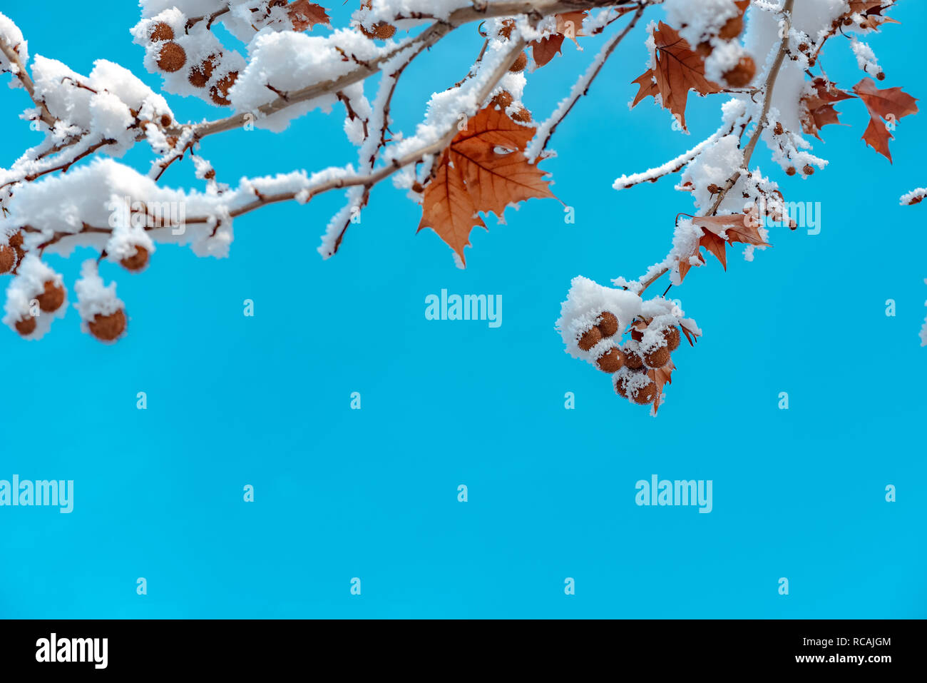 Maple tree covered in snow, winter season detail Stock Photo - Alamy