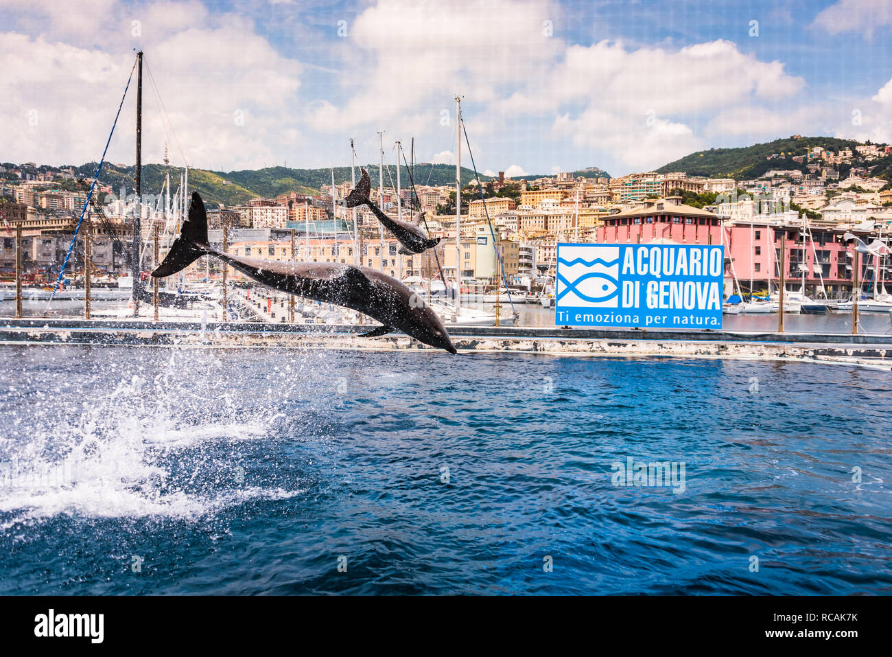 Bottlenose dolphin (Tursiops truncatus) Acquario di Genova, The largest ...