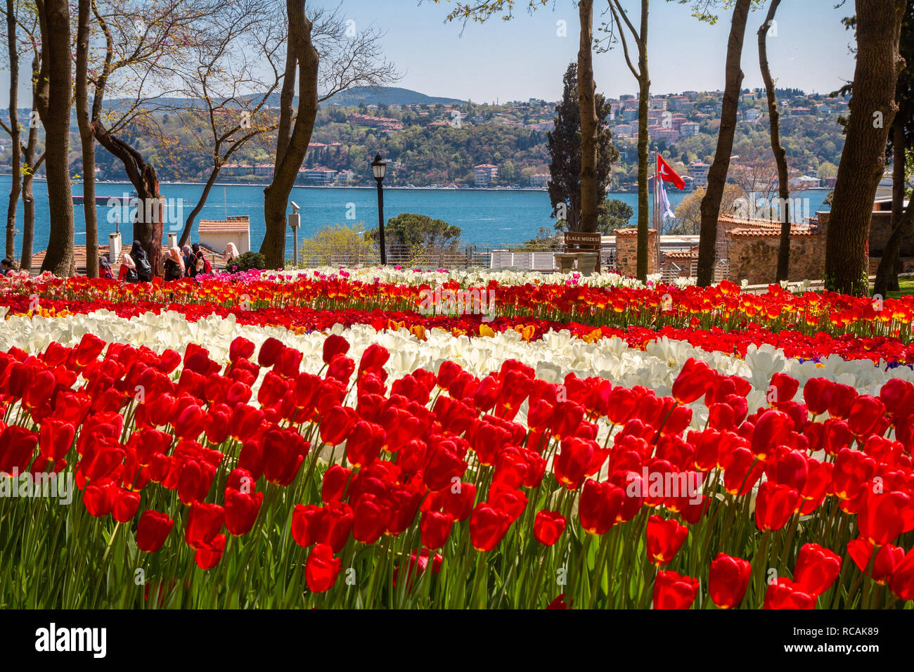 Tulip tree flower bud hi-res stock photography and images - Alamy