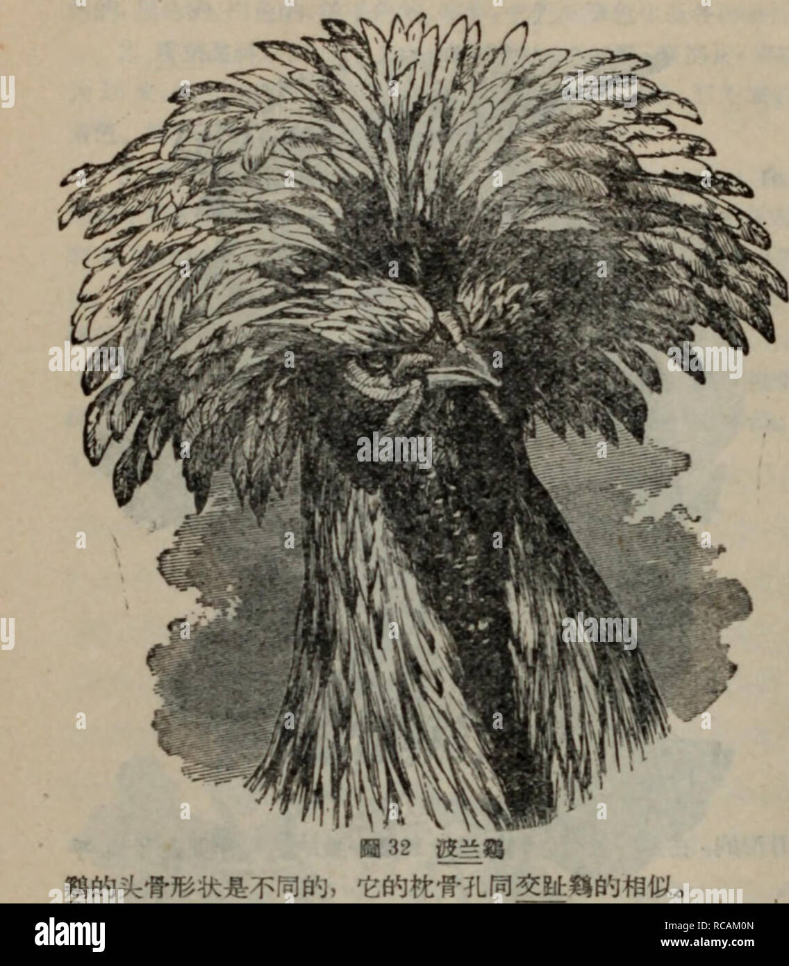 Rumpless game hi-res stock photography and images - Alamy