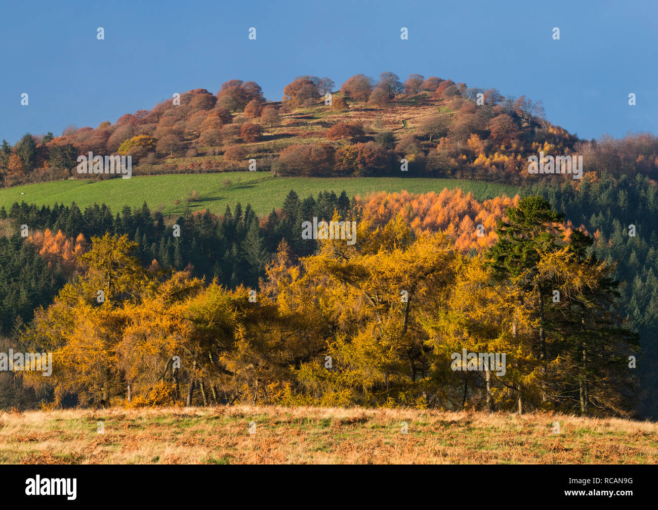 Burrow Hill Iron Age hill fort seen from Hopesay Common, near Craven ...