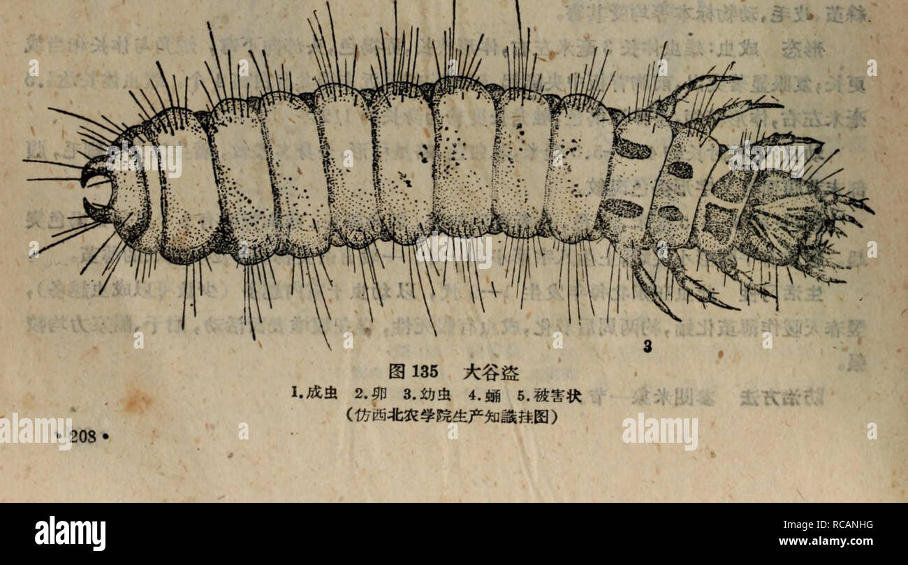 Shen bao hi-res stock photography and images - Alamy