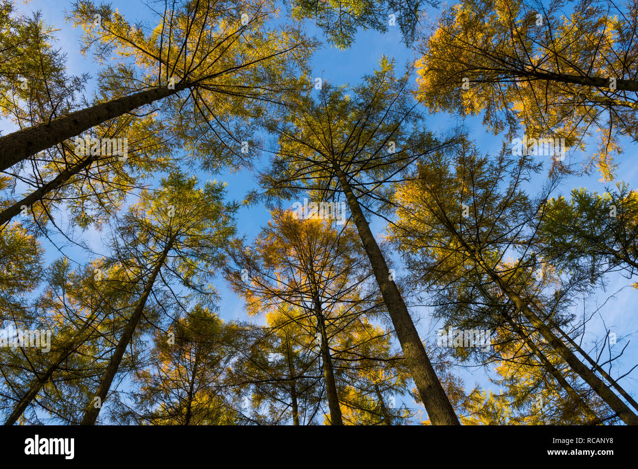 Mortimer Forest High Resolution Stock Photography and Images - Alamy