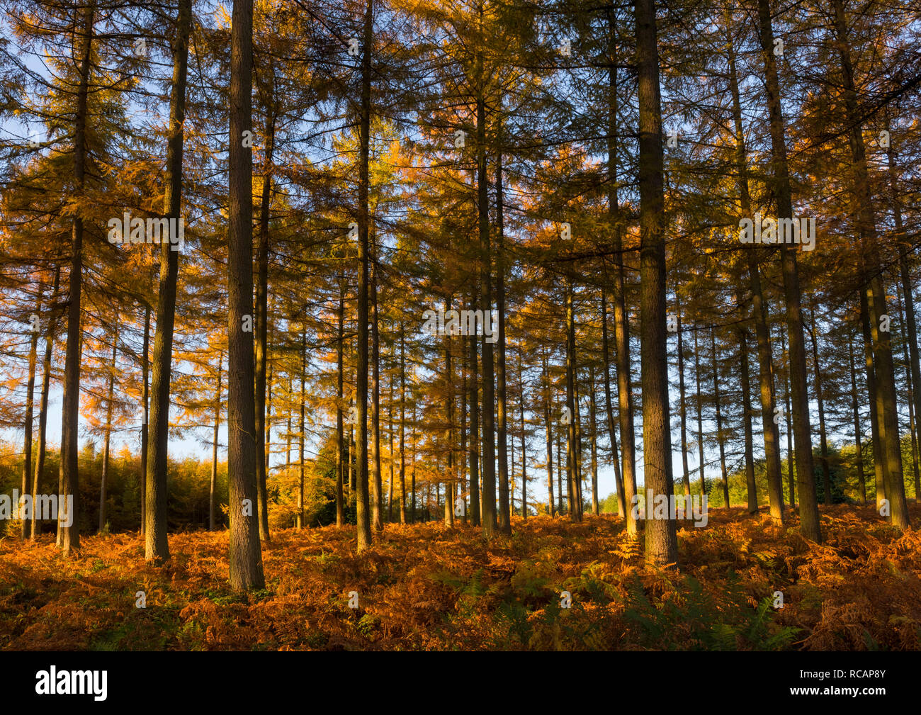 Mortimer forest hi-res stock photography and images - Alamy