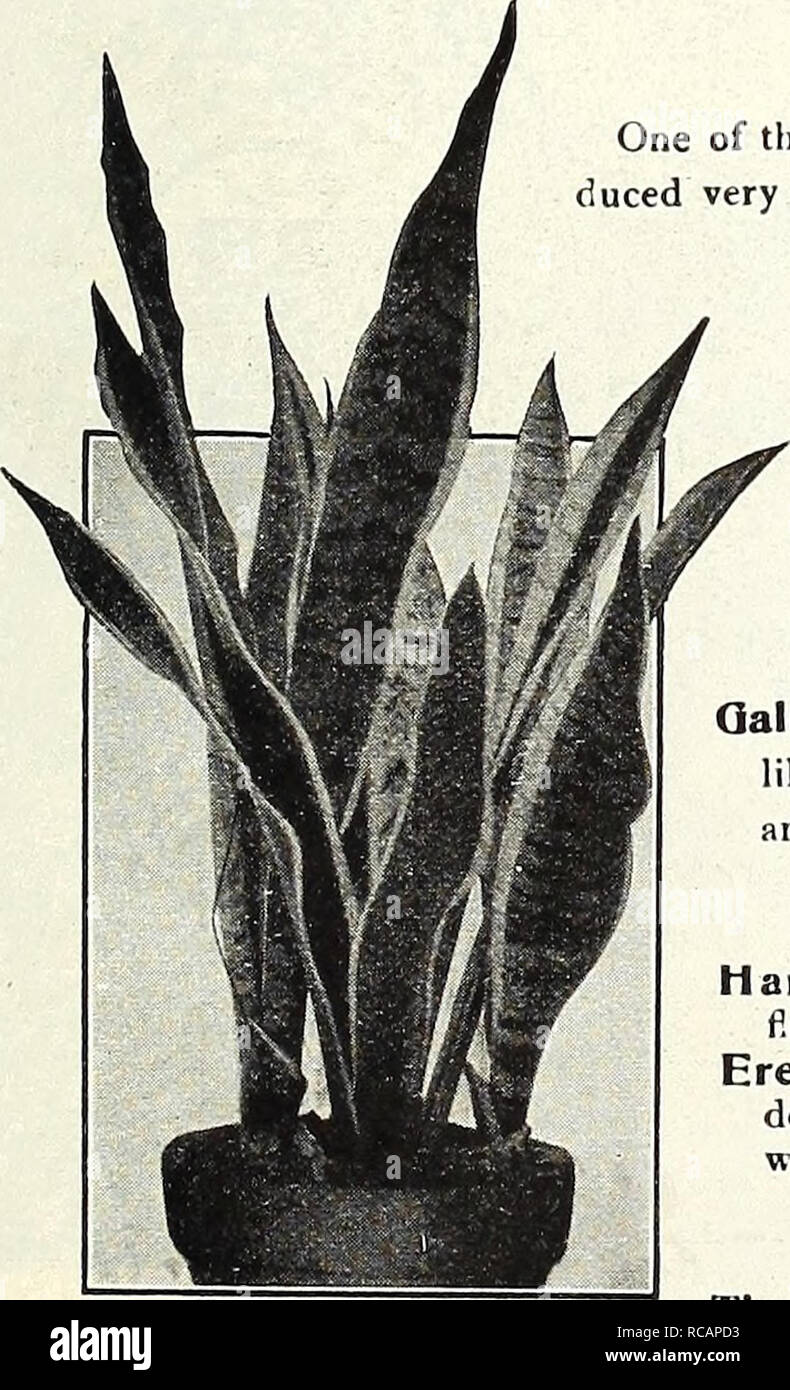 Plumbago zeylanica hi-res stock photography and images - Alamy