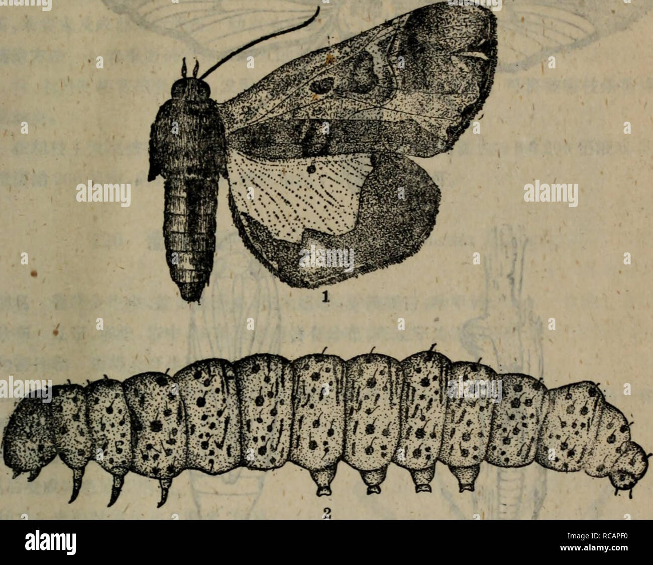 Paranthrene regalis butler hi-res stock photography and images - Alamy