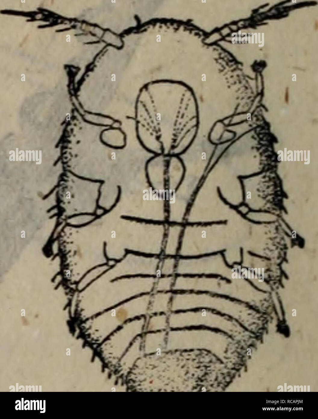 Shen bao hi-res stock photography and images - Alamy