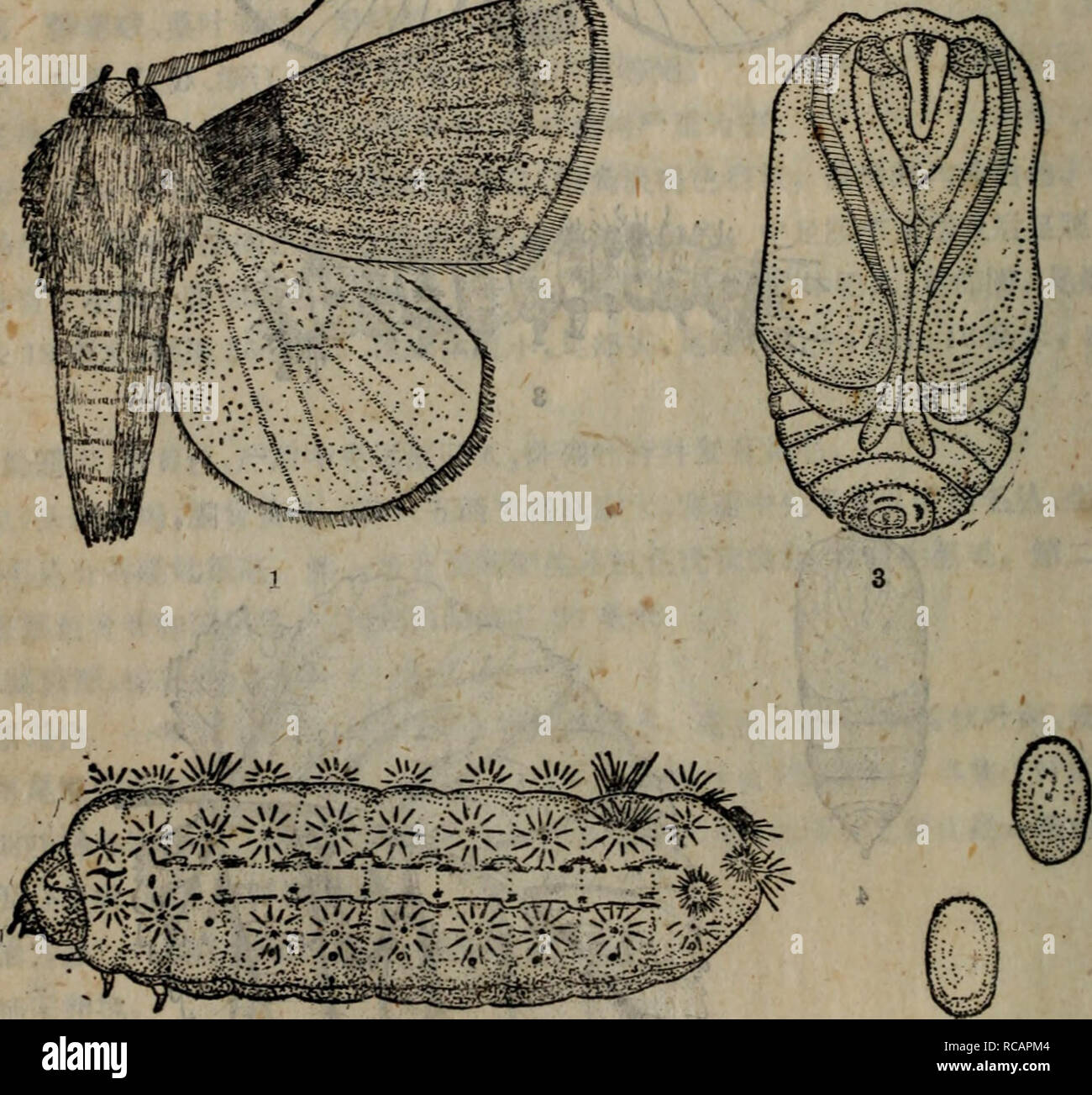 Monema flavescens hi-res stock photography and images - Alamy